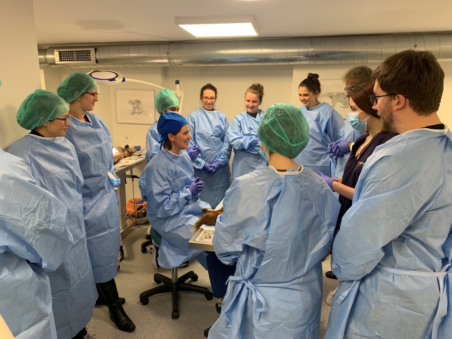 Graduate Programme | Veterinary Careers | Vets4Pets